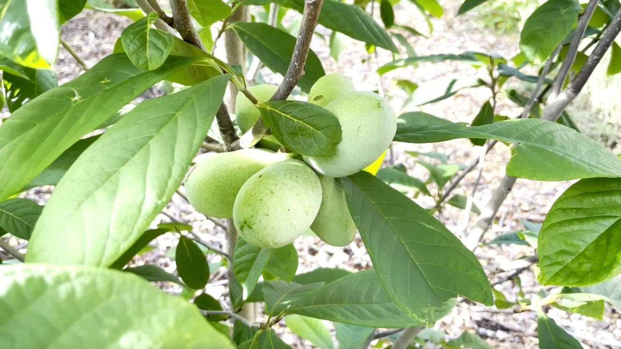 Top 5 Incredible Fruits You Should Be Growing: Boost Your Garden's ...