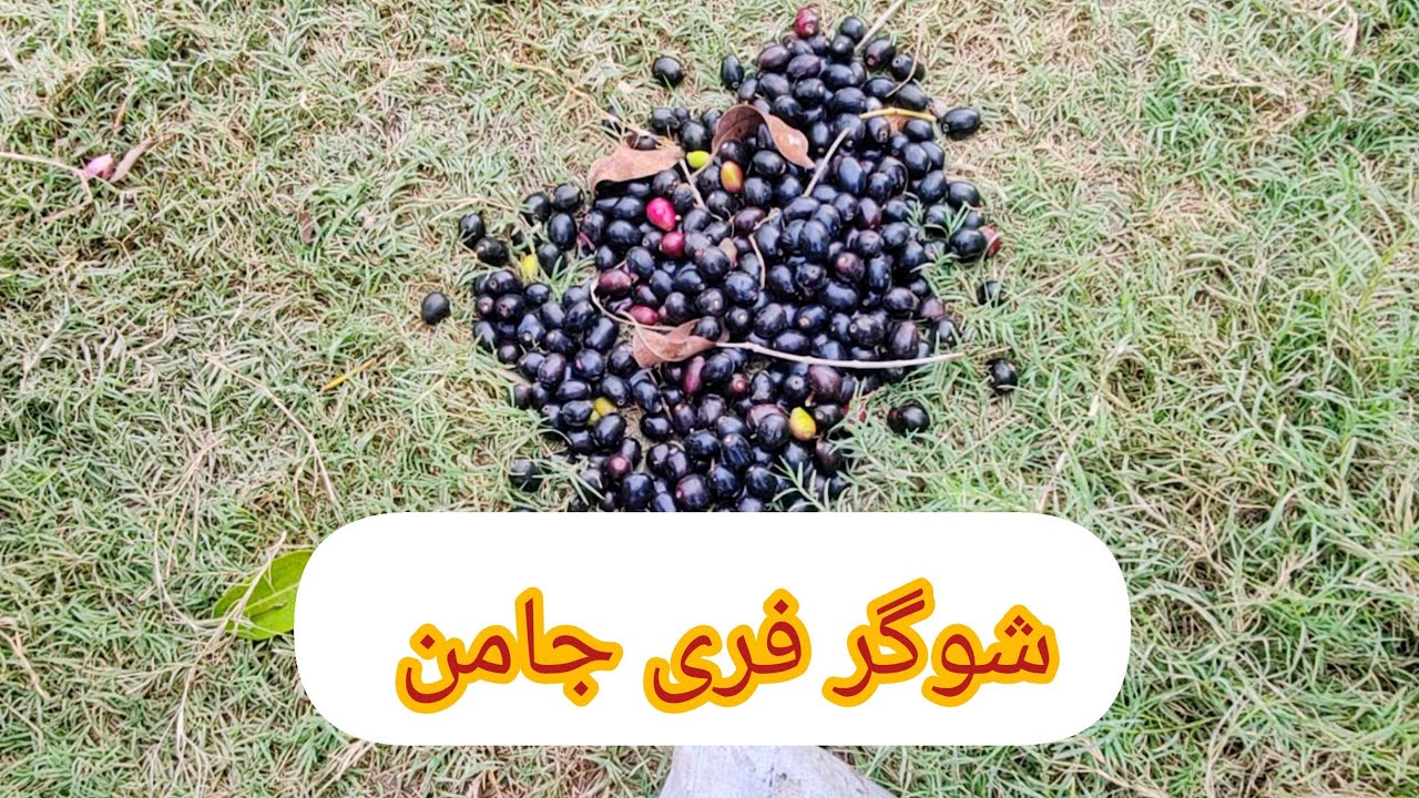 Natural fresh black jamun Fruit||Jawa plum||Village fresh fruits ...