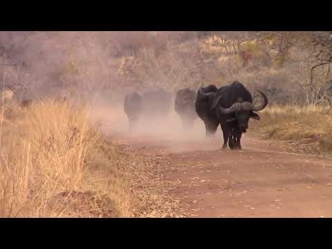 Испанская коррида