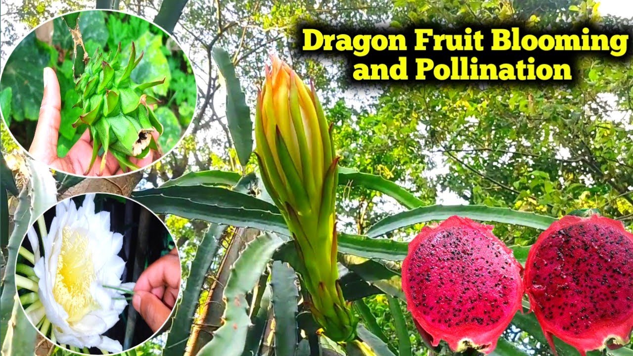 Dragon fruit blooming and pollination ai home garden #flowers # ...