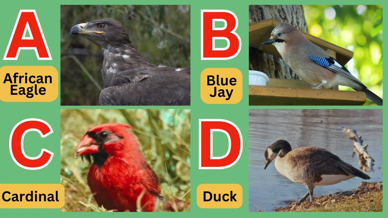A to Z Alphabet | Birds name | ABC Bird name with Live Example - YouTube