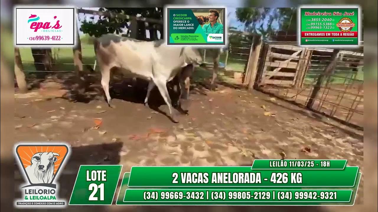 LOTE 21 2 VACAS ANELORADA 426 KG - LEILÃO DE GADO LEILORIO & LEILOALPA - 11/03/2025 - YouTube