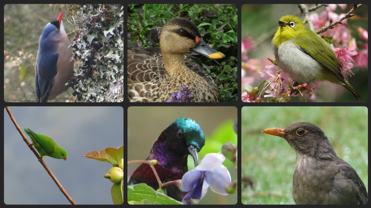 20 Beautiful Birds of Ooty| Birding in Nilgris - YouTube