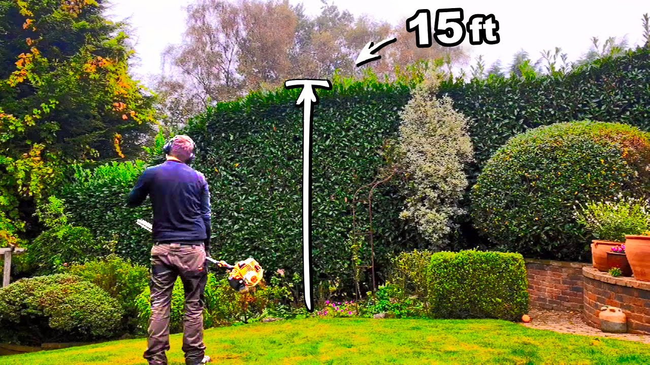 High-Stakes Hedge Cutting: Massive & Dangerous - Timelapse - YouTube