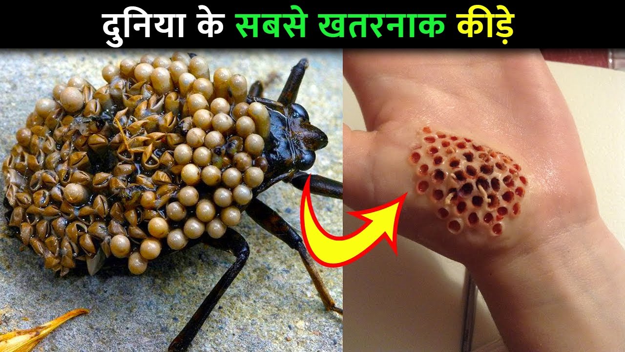 दुनिया के 10 सबसे खतरनाक कीड़े | Most Uncommon Insects Around the World ...