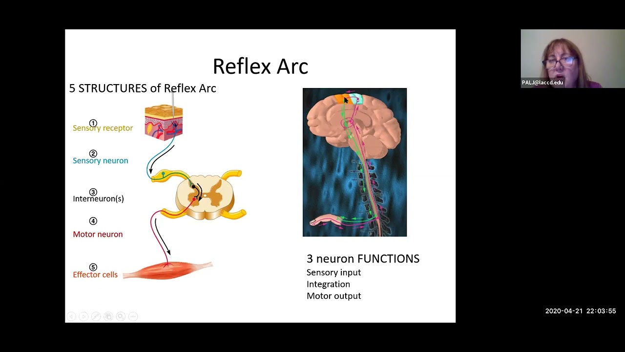Nervous Tissue 2 reflex arc 10.5 min - YouTube