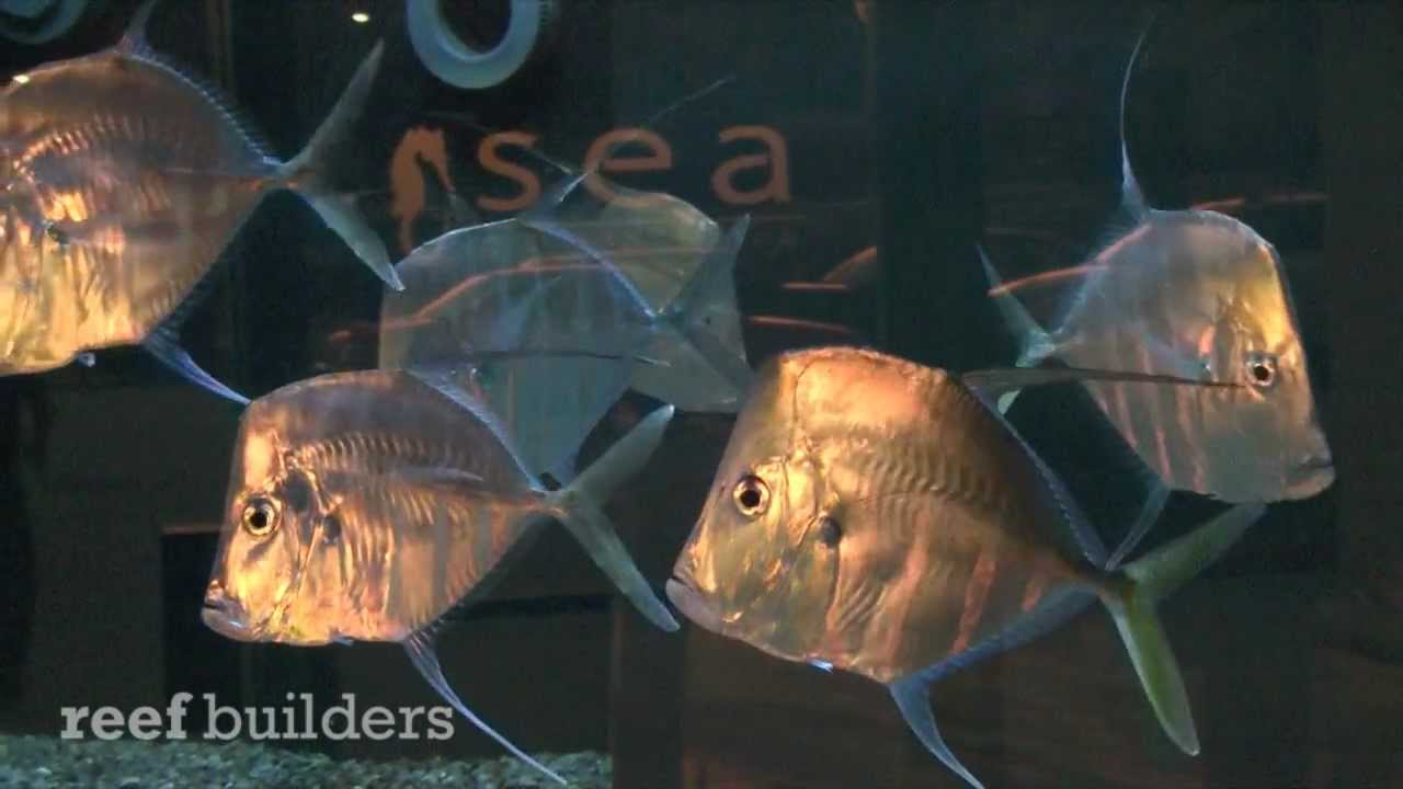 Lookdown fish enjoying an aquarium made just for them - YouTube