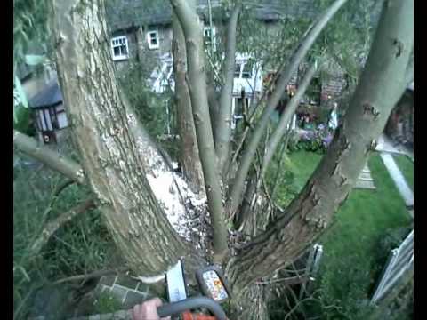 Willow tree Crane removal part 1 - YouTube