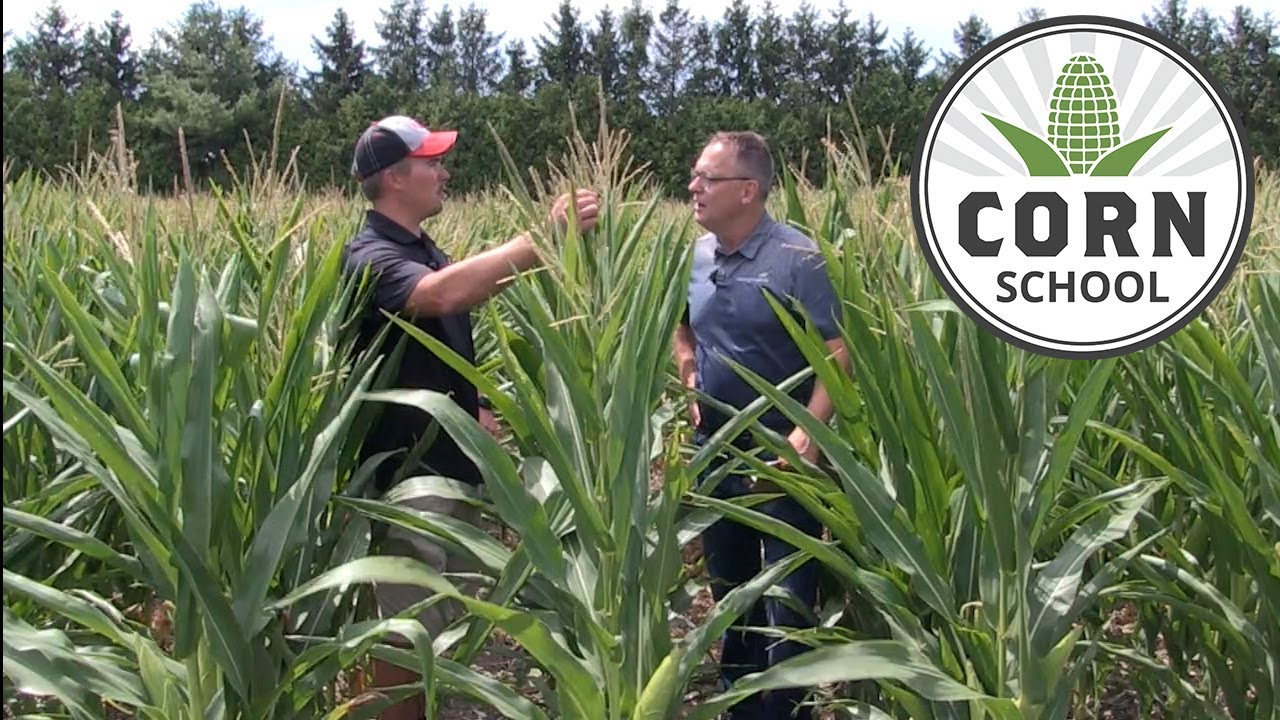 Corn School: How short plants impact yield - YouTube