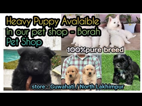 dog market in guwahati | কম দামত পাব | wholsale market Guwahati Assam ...