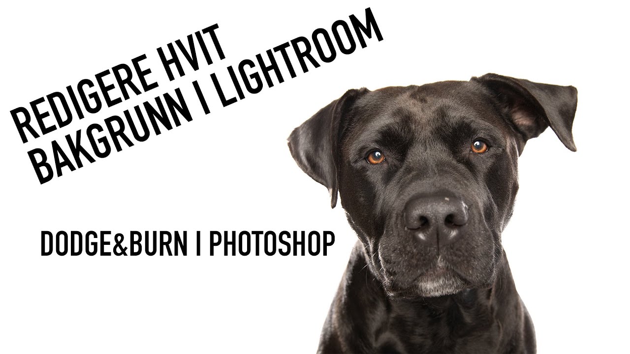 Redigering av hundebilde - Hvit bakgrunn i Lightroom med Auto Mask ...