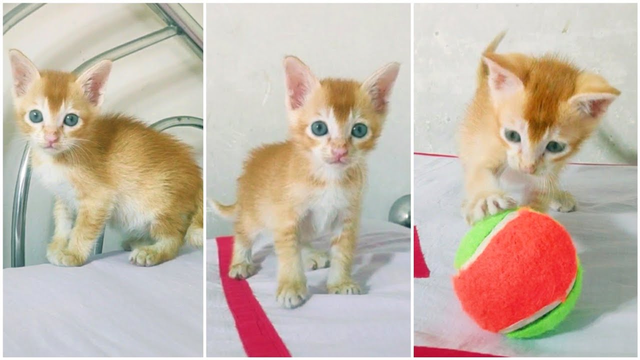 The Kitten is Playing | The kitten is jumping with the ball | Cutest ...