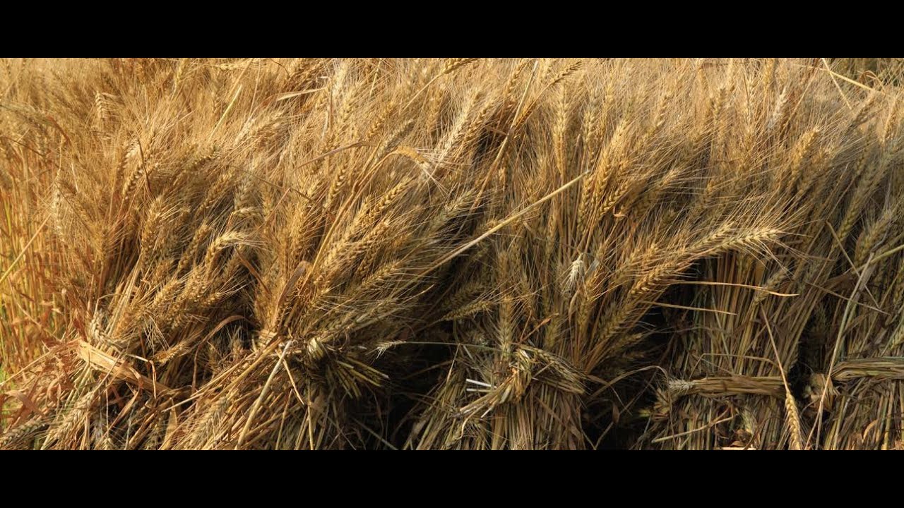 Sabbatical Year/Shemitah, Part 4 - YouTube