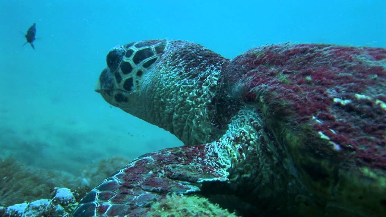 Hawksbill Turtle Eating Sponge 1 - YouTube