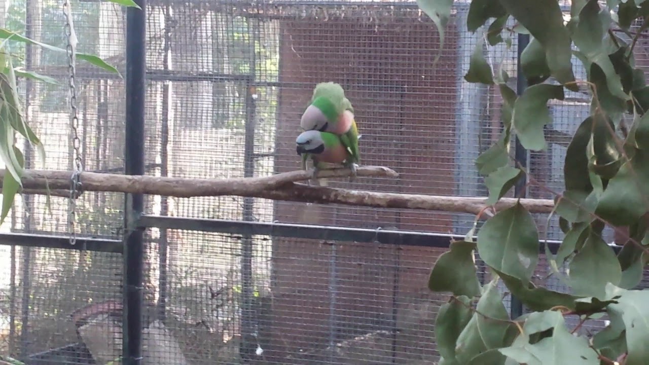 Moustache parrot courtship and mating - YouTube