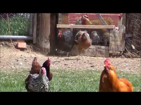 Funny Running Chickens!