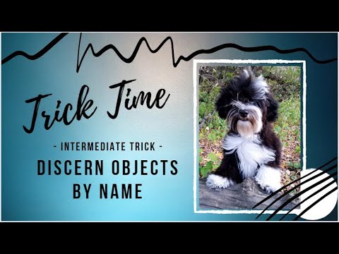 Trick Time Tutorial - Discern Objects By Name - Intermediate Dog Trick ...