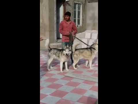 Fehlenin 1 gunu (pirkol) izlemeye deyer 2020