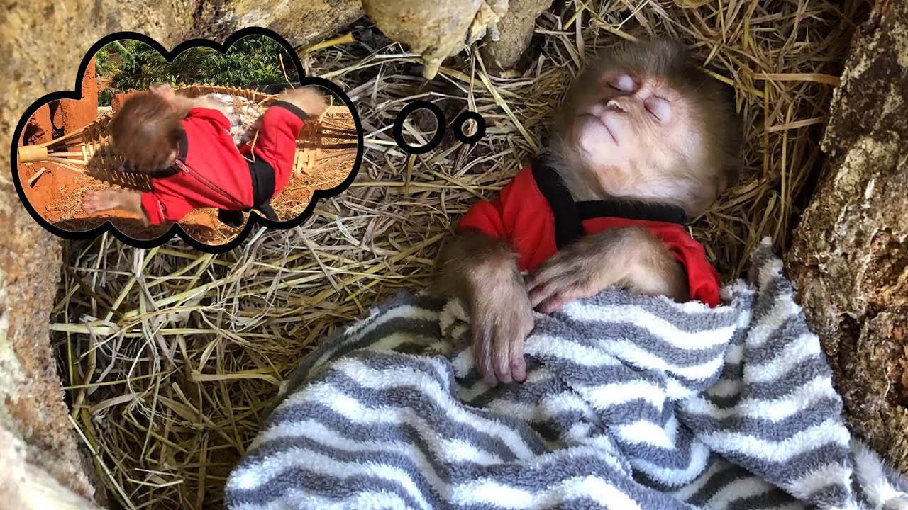 Monkey Bon failed when trying to climb into the hammock to sleep - YouTube