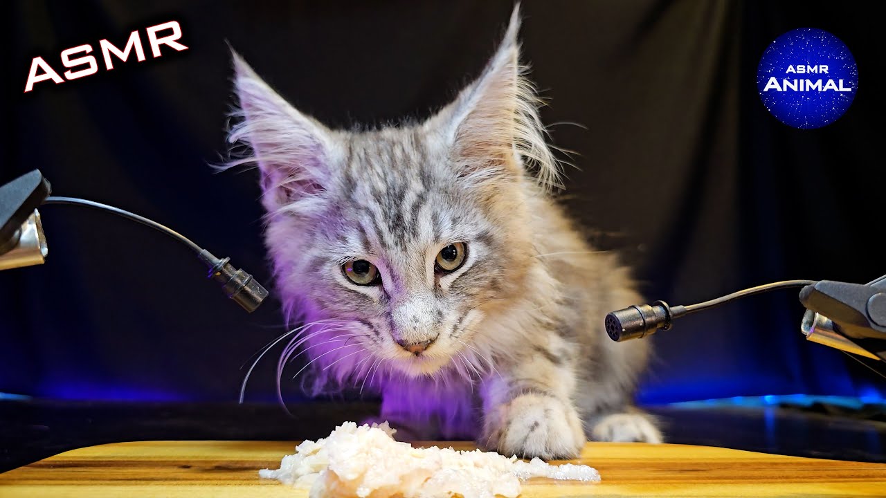 ASMR EATING CANNED FOOD MUKBANG 🥫 Maine Coon Cat 2 - YouTube