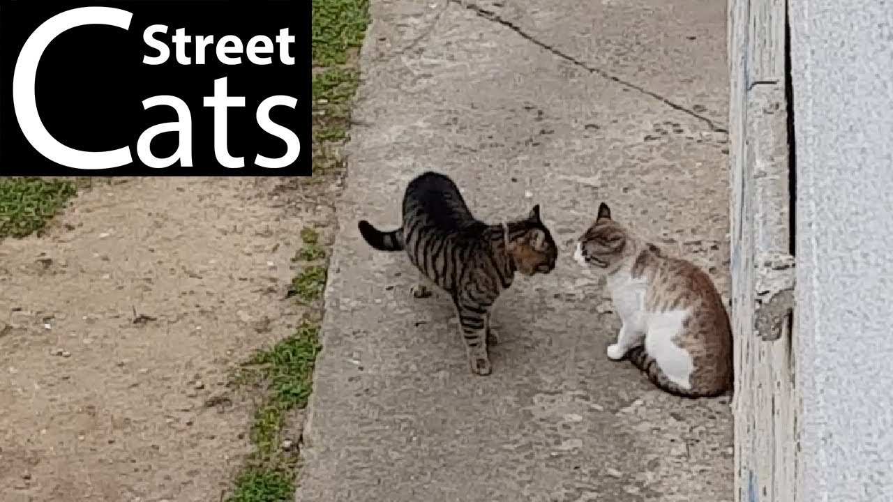 Street Cat Fight - YouTube