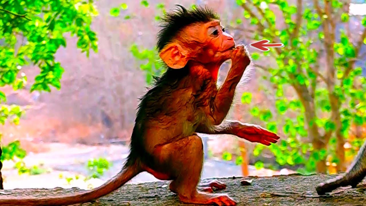 Look So Cute and So Clever Tiny BB monkey was toddler and adorable Tiny ...