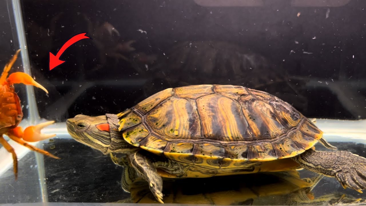 Red Eared Slider Turtles Eating