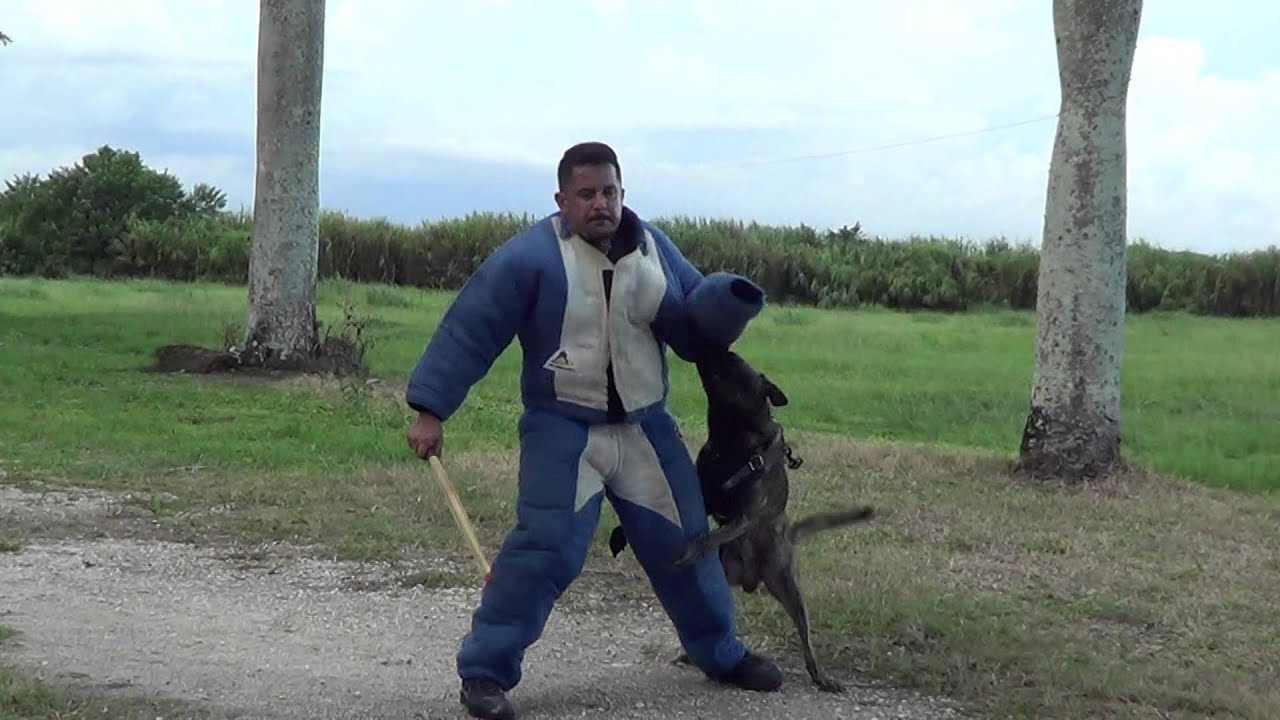 Police K9 Dutch Shepherd Flee Attack - YouTube