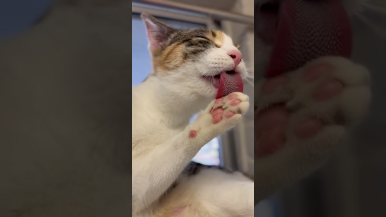 These are some seriously adorable toe beans. 🫘 #cat #toebeans #kitten #cutenessoverload - YouTube