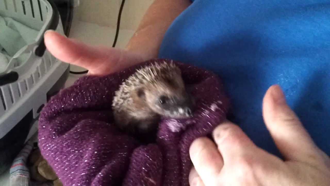 Feeding a baby hedgehog - YouTube