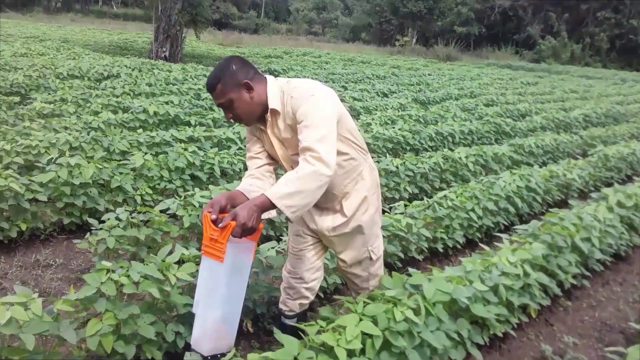 Atta Batta Pohora Damima - ඇට බට්ටා පොහොර දැමීම - YouTube