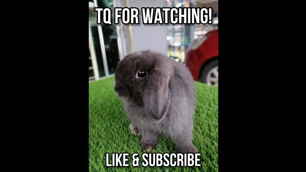 Arnab Comel, Cute Bunny Rabbits - YouTube