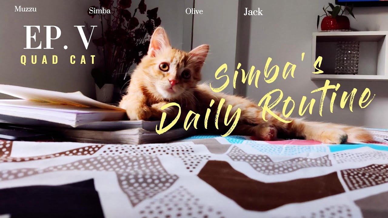 Simba's Daily Routine - YouTube