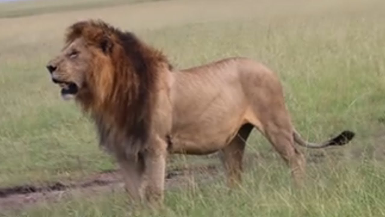 Oloshipa Black Rock Male Lion with Maji ya fisi Lioness | Masaimara ...