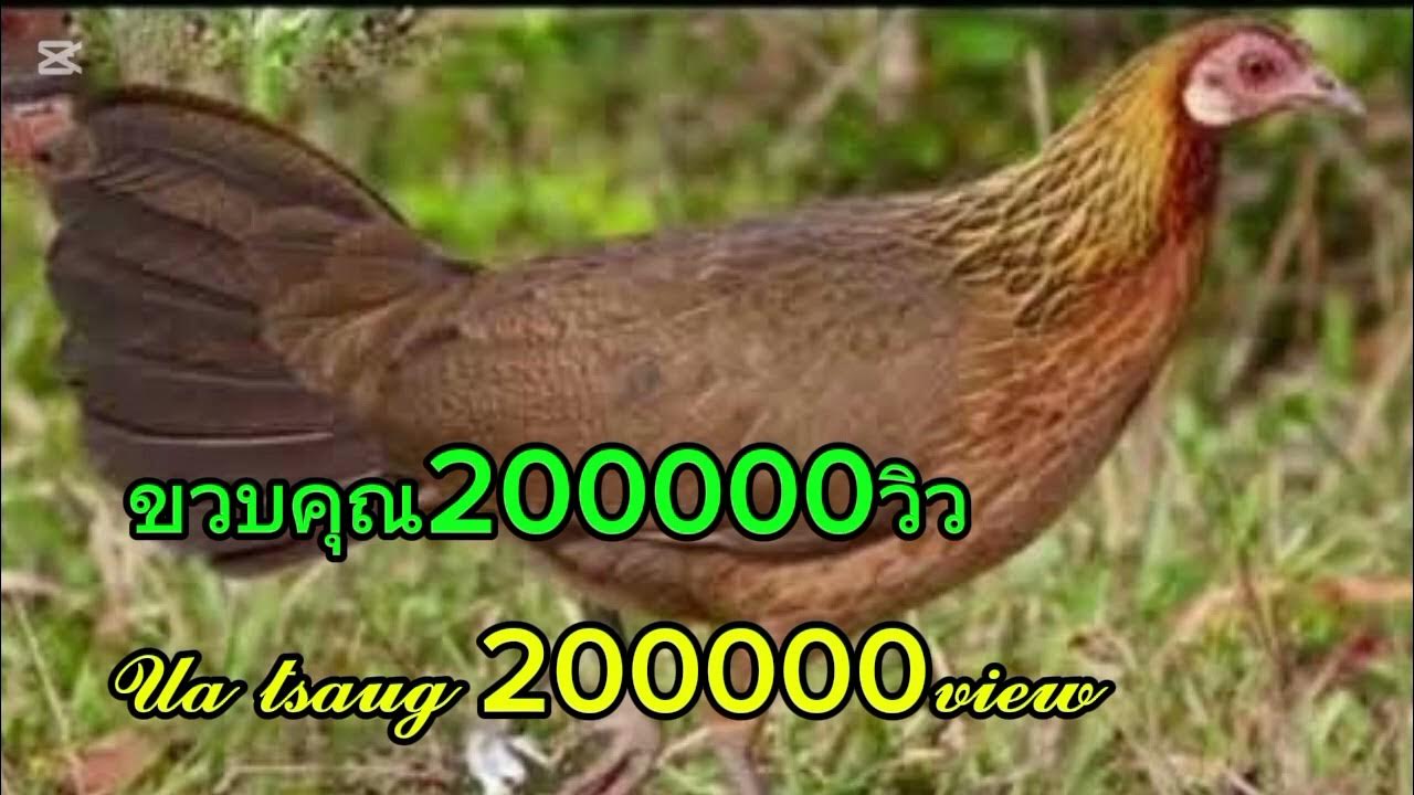 𝚜𝚞𝚊𝚋 𝚙𝚘𝚓 𝚚𝚊𝚒𝚋 𝚚𝚞𝚜 𝚜𝚎𝚎𝚟 𝚣𝚘𝚘 𝚍𝚒𝚋 𝚝𝚞𝚊𝚓 𝚣𝚘𝚘 𝚑𝚎𝚎𝚟. 𝚖𝚙3 2025/2/8 - YouTube