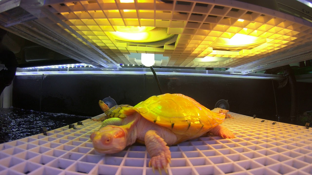 [145] Another Time Lapse Video of Sun Bathing Turtles - YouTube