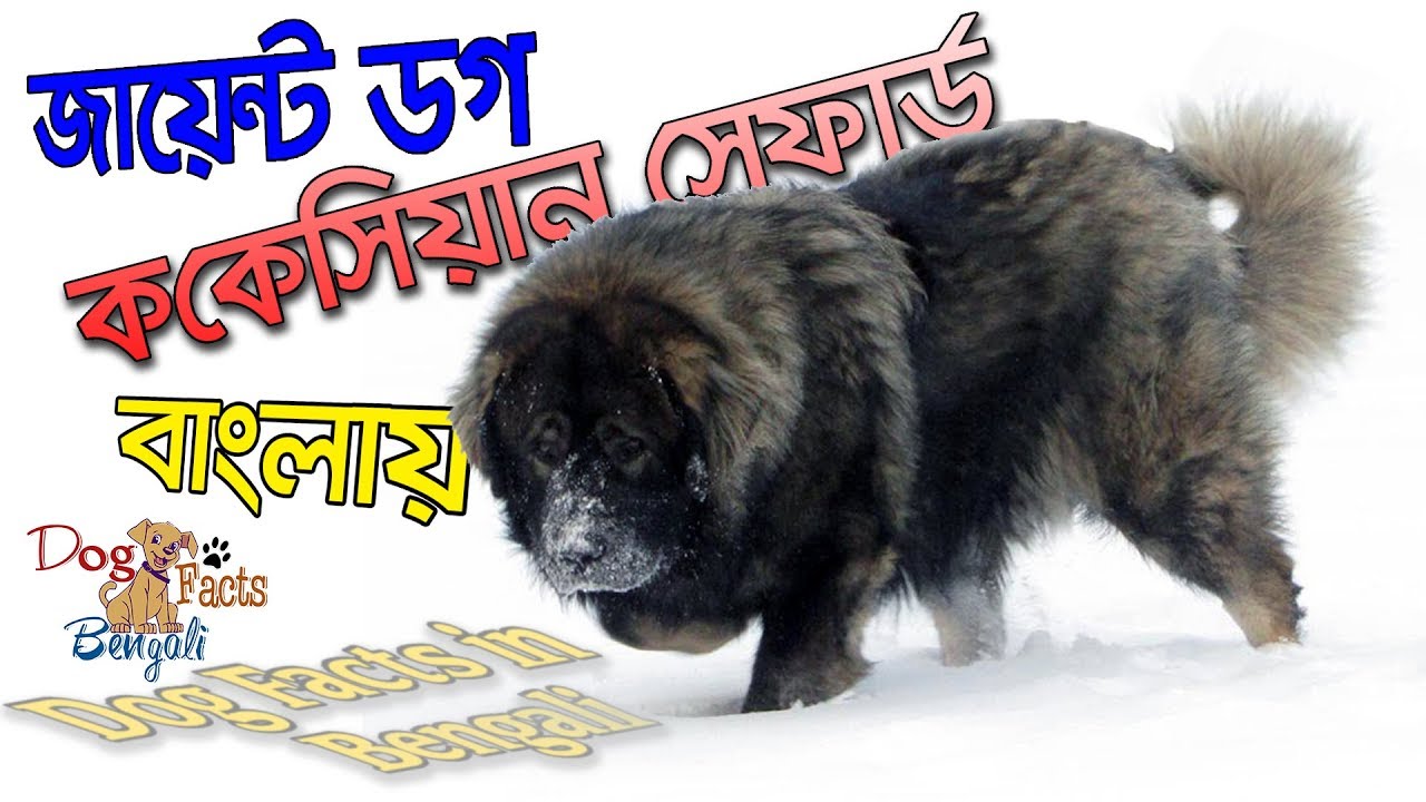 Caucasian shepherd dog facts in Bangla | Giant Dog | Dog facts bengali ...