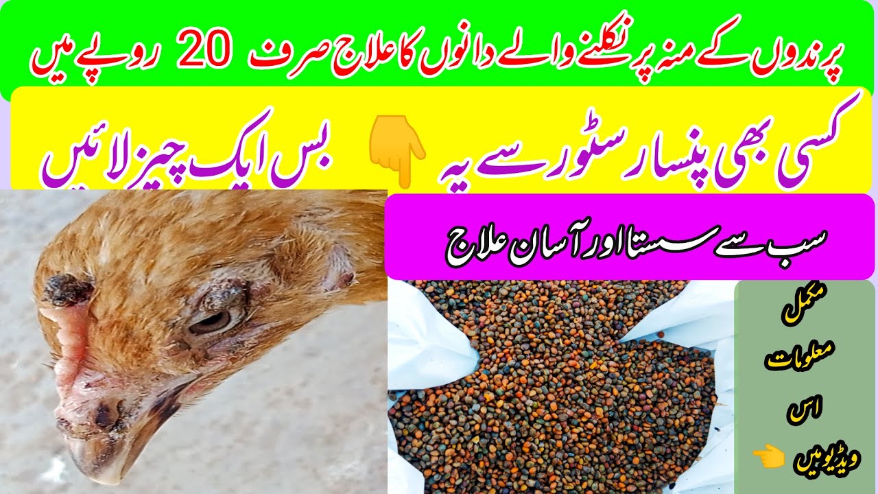 chicken fowl pox|prindon k mou par dane|Prindon k face pimple|birds ...