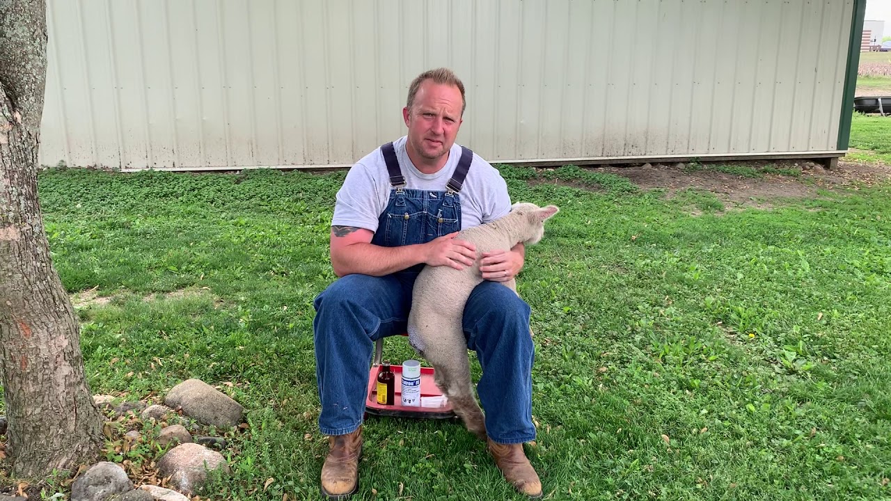 Lamb Vitamin B Injection - YouTube