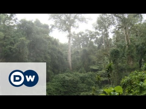 Heart and Soul of Ethopia: The Sheka Forest | Global 3000 - YouTube