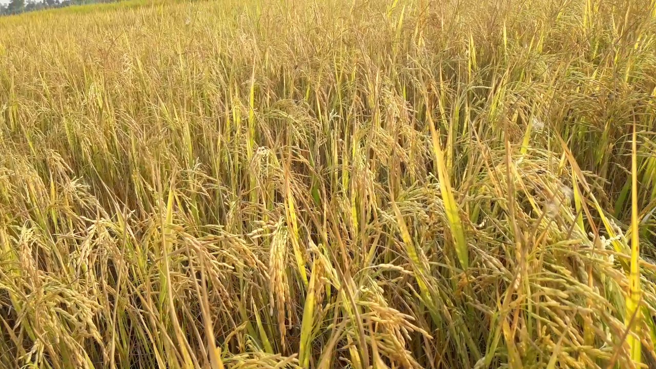 Gabiya Sehrai - YouTube