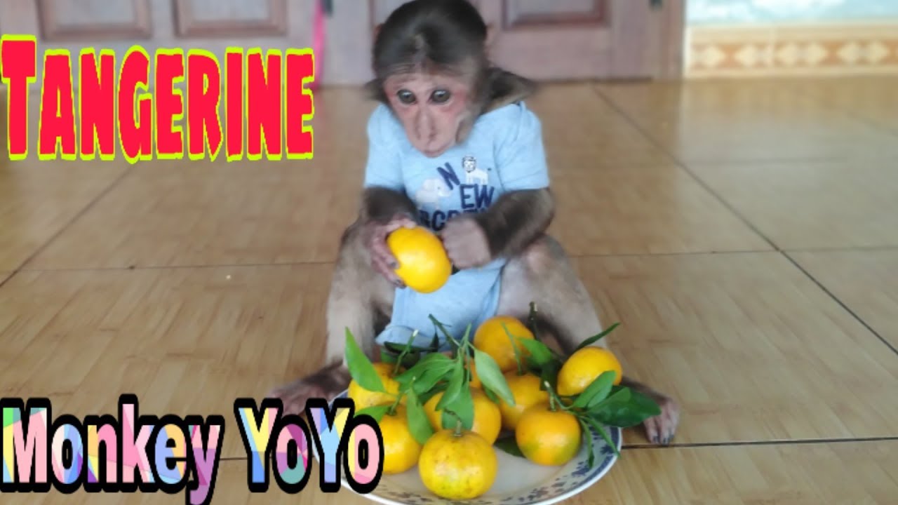 Monkey Baby Yoyo eats tangerines and puts the garbage in the right ...