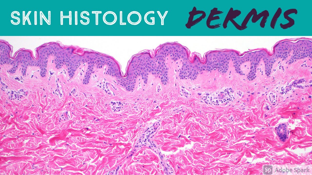 Skin Histology: DERMIS (the Epidermis can't live without it!) - YouTube