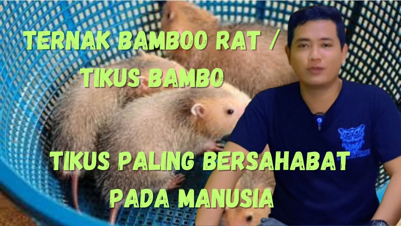 TERNAK BAMBOO RAT / TIKUS BAMBU - YouTube