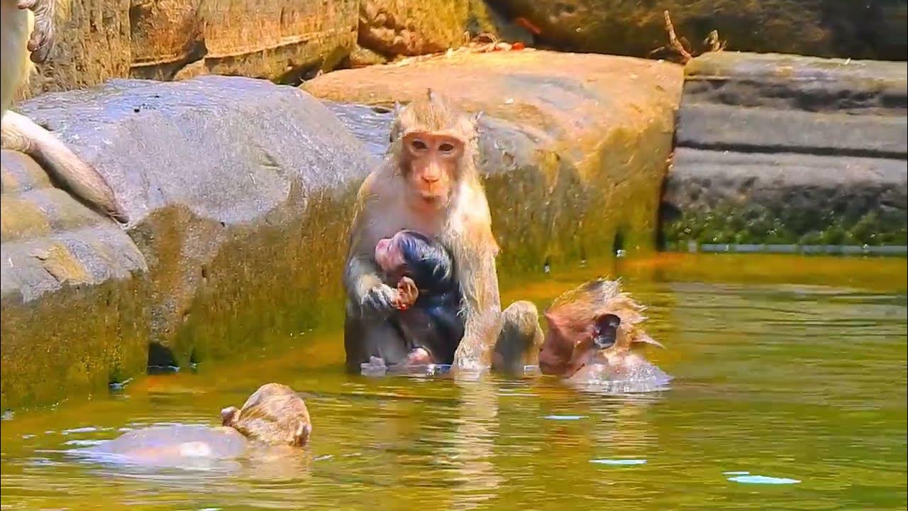 Cute baby monkey swimming pool ! - YouTube
