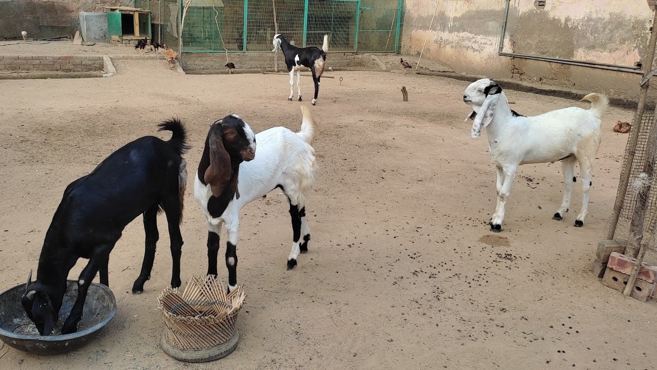 Goat top quality in delhi goat best breed in quality farm - YouTube