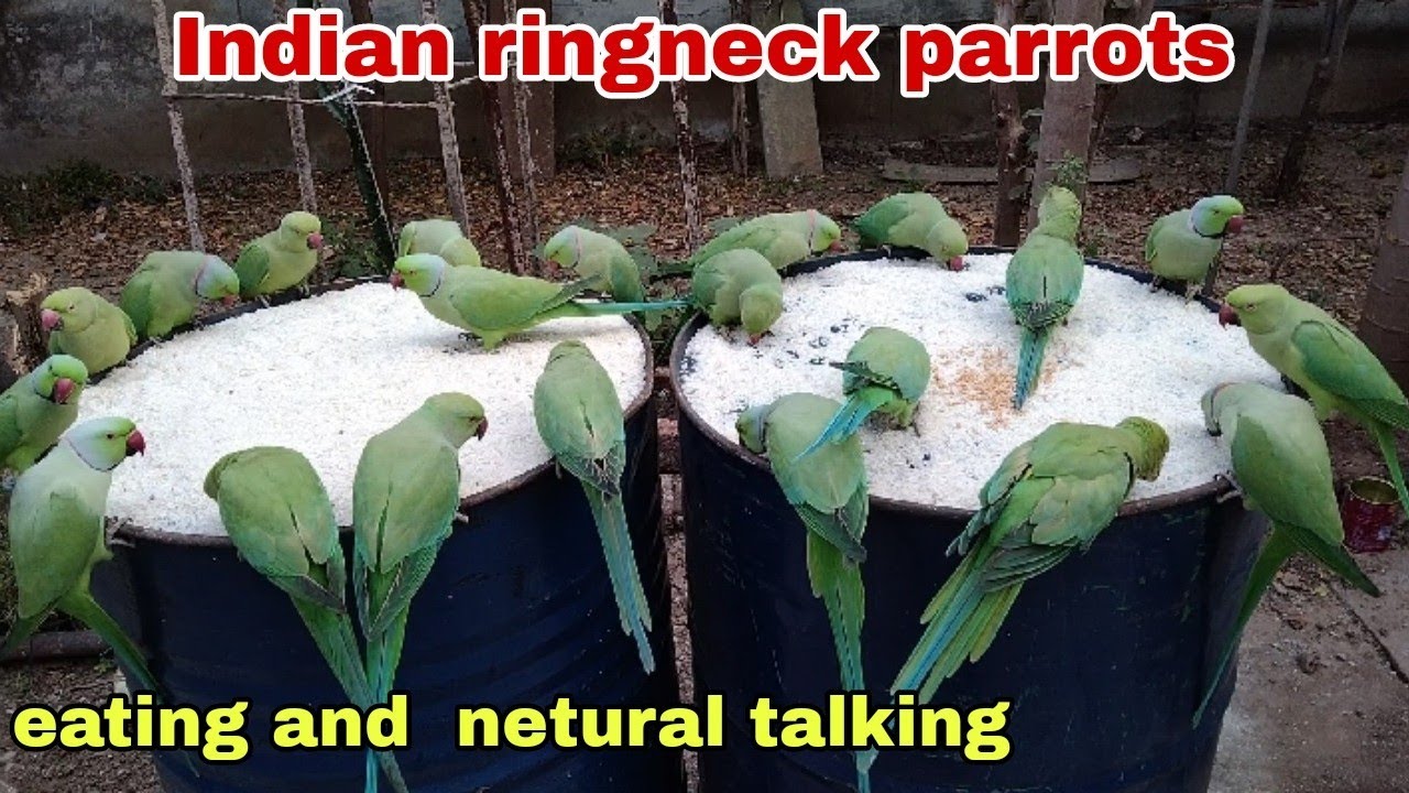Amazing Indian Ringneck Parrots | Natural Parrot Sounds.Ringneck Parrot ...