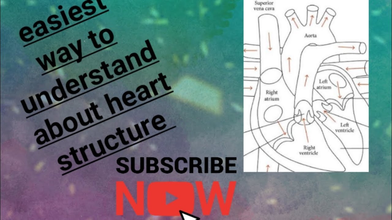 heart structure and function /main points of heart structure and ...