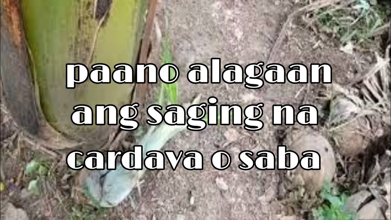 PAANO BA ALAGAAN ANG SAGING NA CARDABA #davaocity #farming #banana ...