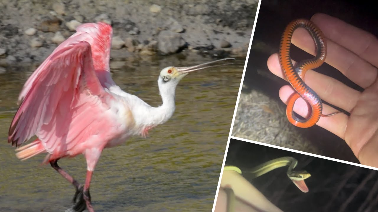 Spoonbills and Snakes! - North Florida Birding & Herping - YouTube
